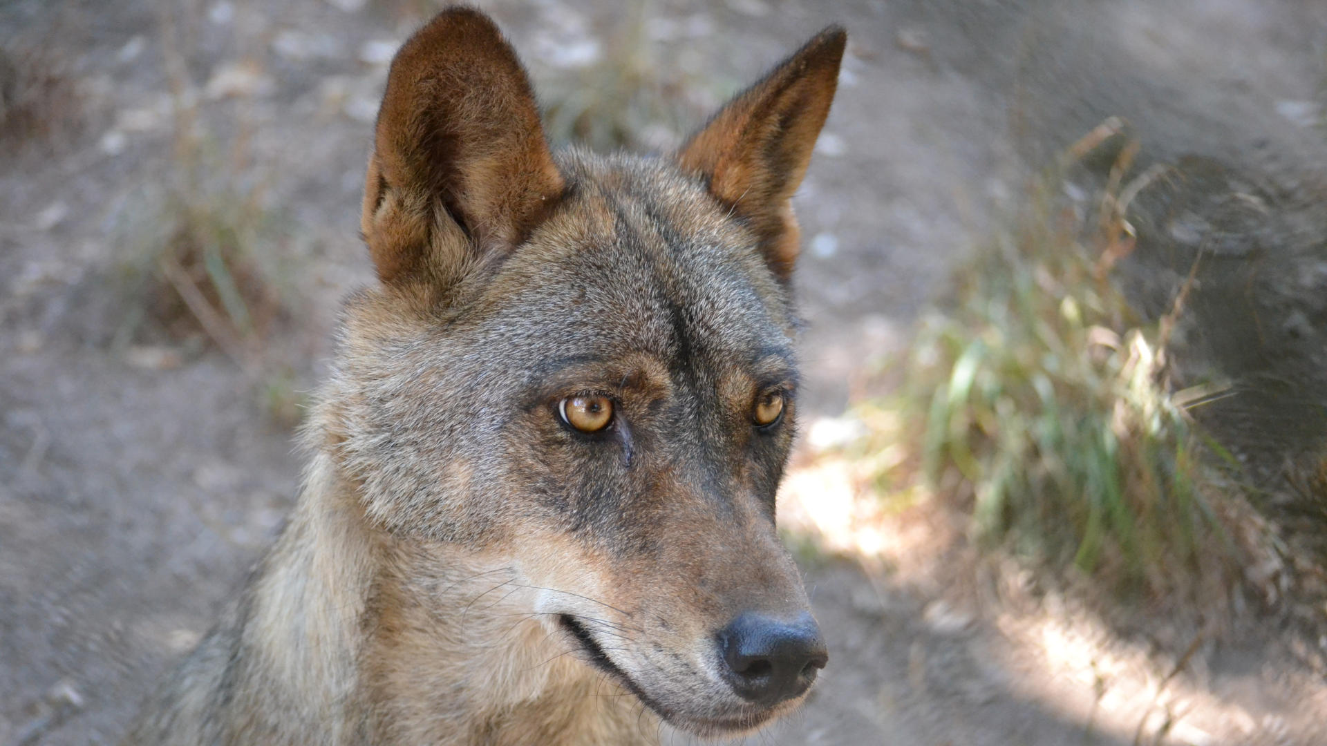 Volunteer at a wolf sanctuary in a Portuguese National Park