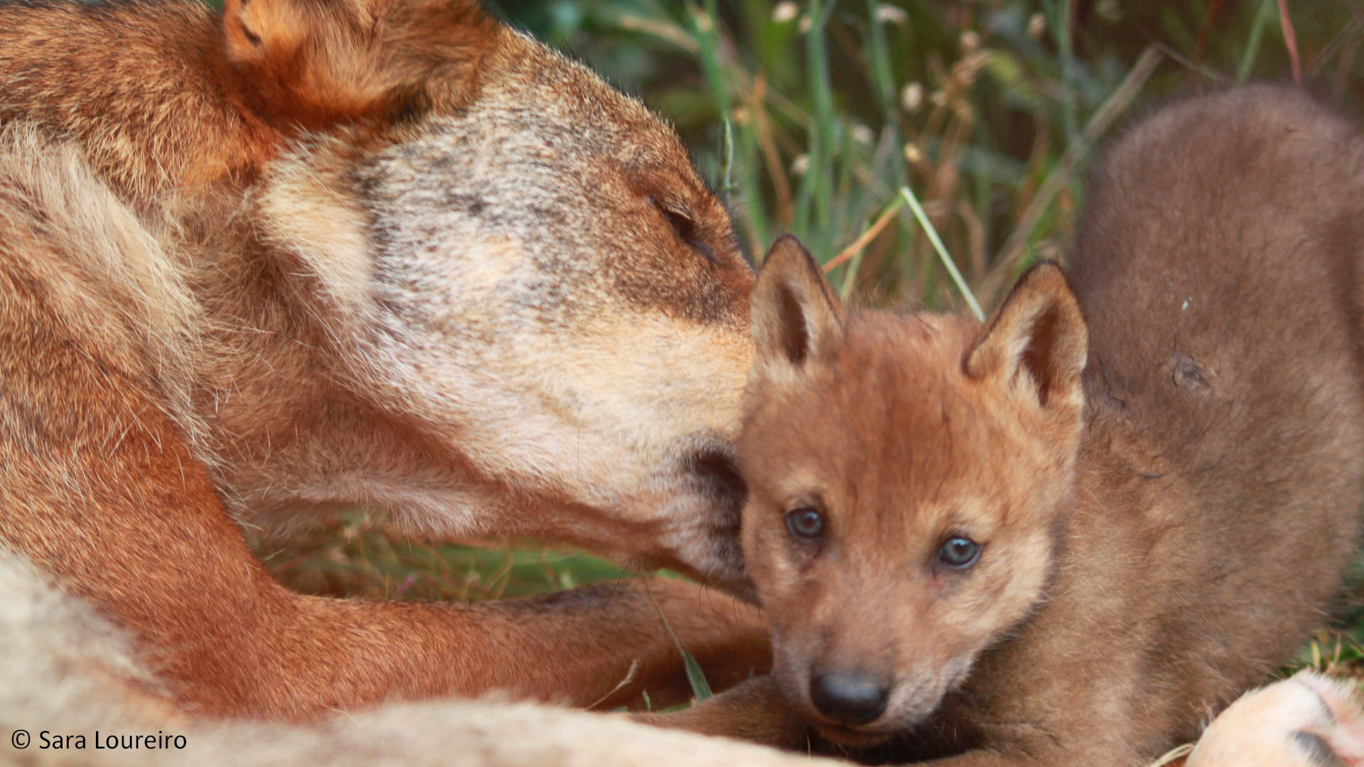 Volunteer at a wolf sanctuary in a Portuguese National Park