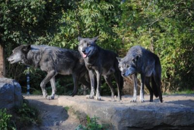 Here is Where to See Wolves in Europe - Oyster