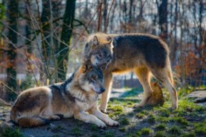 Here is Where to See Wolves in Europe - Oyster