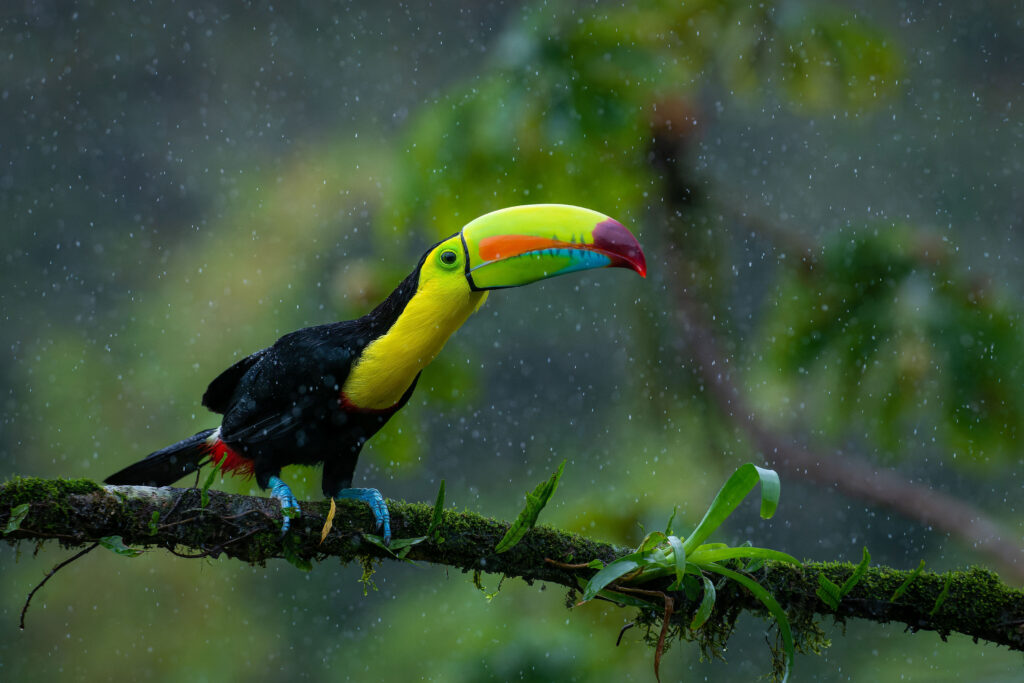 Guide to Volunteering with Animals Abroad | Oyster Worldwide